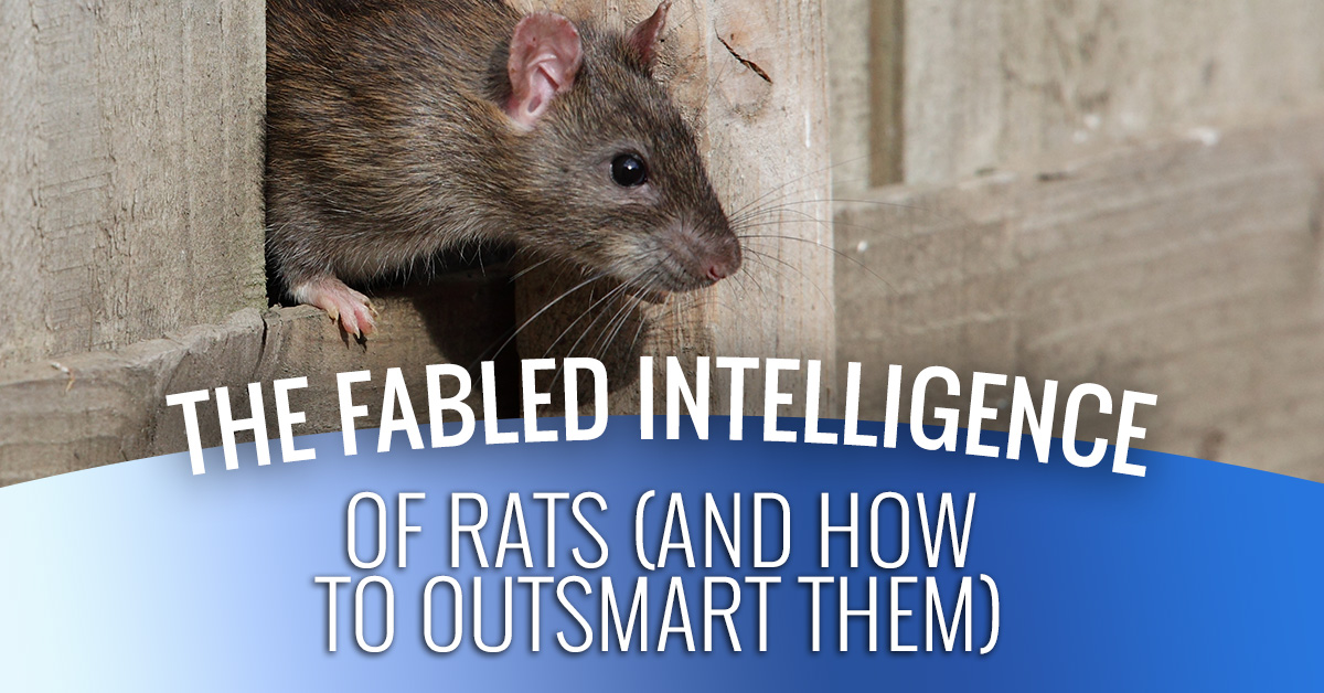 Rodent Control Eau Claire: 4 Tips For Outsmarting Rats
