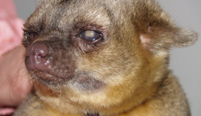 Animal Eye Care Denver | Eye Care for Animals Colorado | Mobile Vet ...