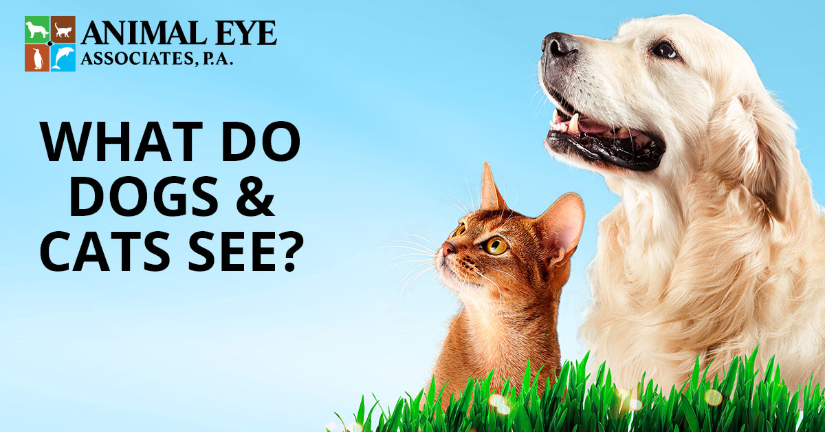 What Do Dogs Cats See Blog Animal Eye Associates What Do Dogs Cats See Blog Animal Eye Associates