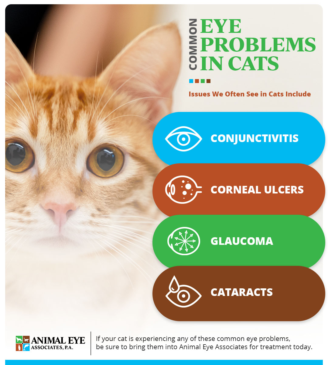 Common Eye Problems In Cats Animal Eye Associates P A Common Eye Problems In Cats Animal Eye Associates P A