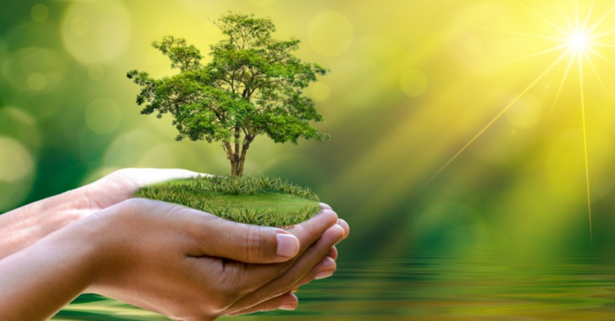 How To Care For Young Trees - Tree Service In Tacoma | Apex Tree Experts