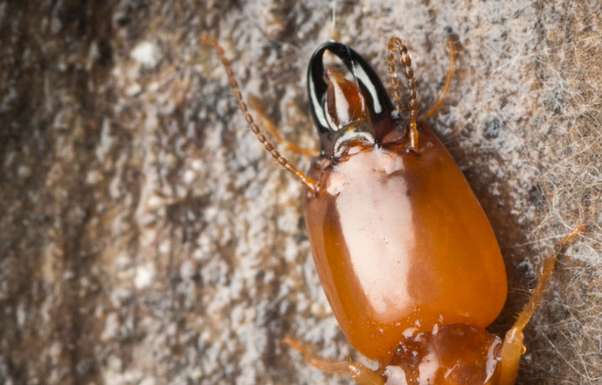 Termite Treatment Scottsdale: 5 Signs You Have Termites