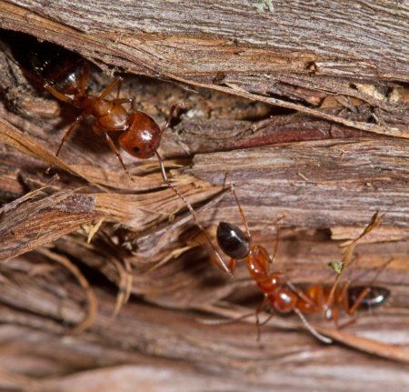 Carpenter Ants in Austin | Aztec Organic Pest Service