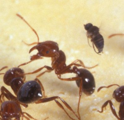 Fire Ant Decapitating Flies - Texans' New Favorite Pet?