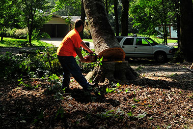 BDC Tree Service, LLC - Get A Free Estimate From Our Deville Arborist