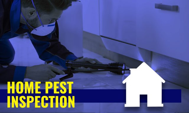 Residential Pest Control - Denver Pest Management | Colorado Pest ...