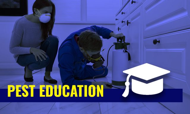 Residential Pest Control - Denver Pest Management | Colorado Pest ...