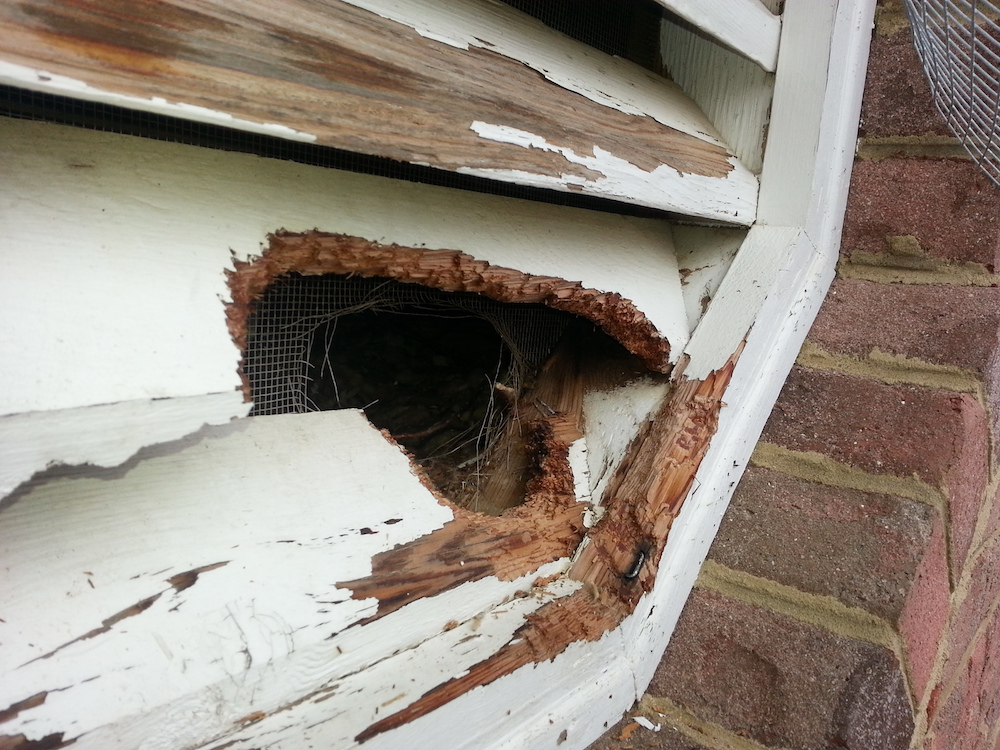 Pest Control - Protect Your Knoxville Home From Animal Damage | Critter ...