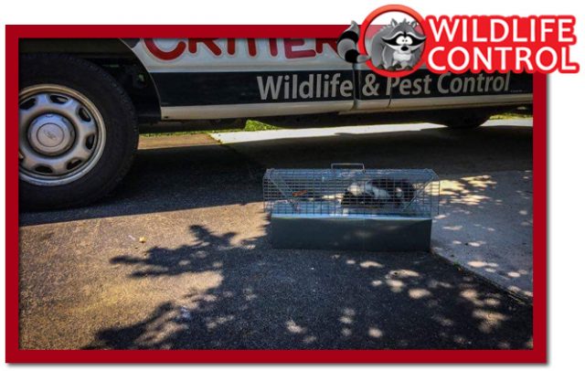 Critter Wranglers - Top Rated Local® Pest Control In Knoxville