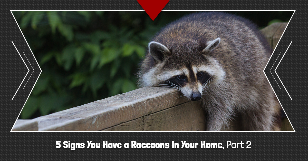 Wildlife Control Knoxville: 5 Signs You Have a Raccoons In Your Home ...