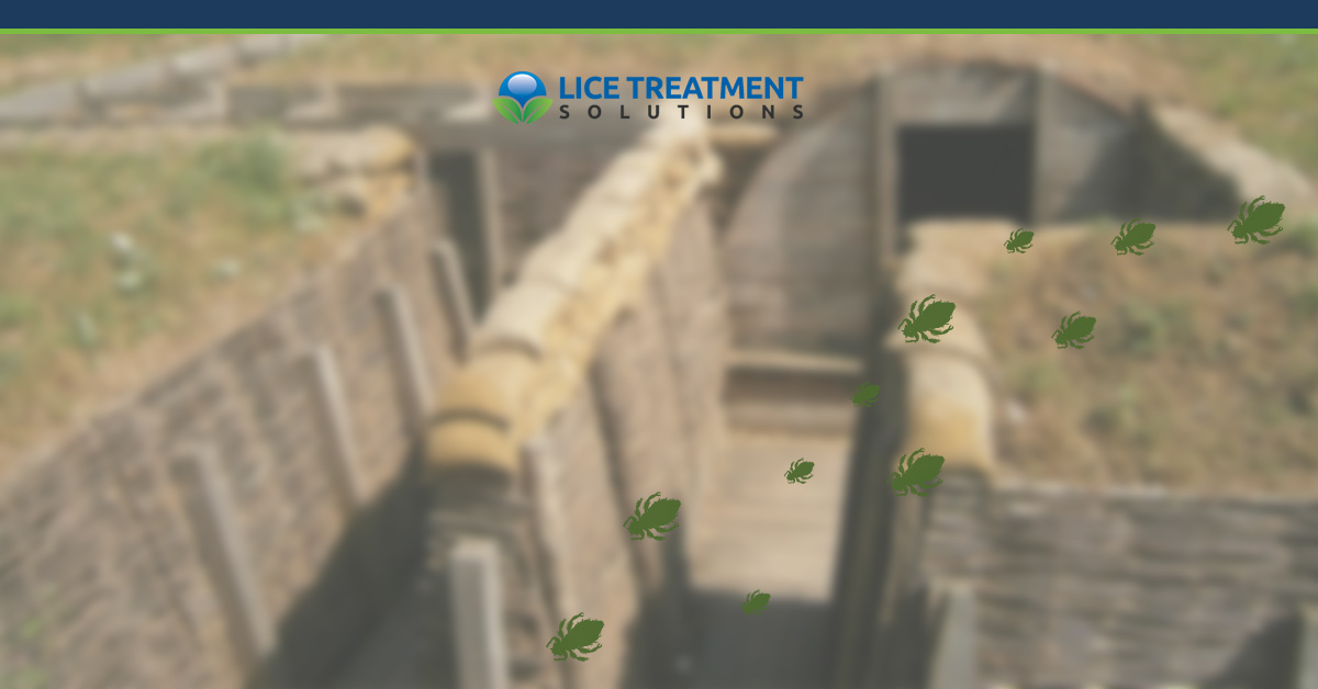 Head Lice Treatment: The Origin of Head Lice, Typhus & Trench Fever ...