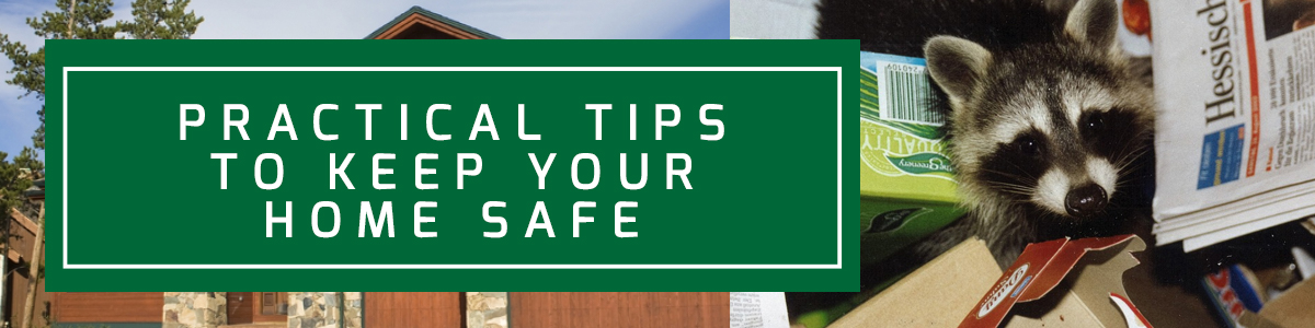 Local Raccoon Control - Raccoon Control San Diego | Wildlife Removal ...