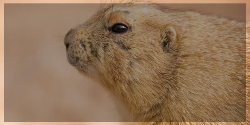 Gopher Control, Gopher Removal, Exterminator - Gopher and Termite ...