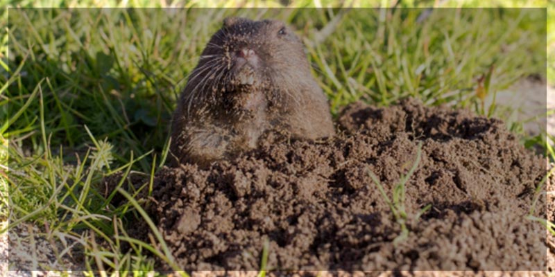 Gopher Control, Gopher Removal, Exterminator - Gopher and Termite ...