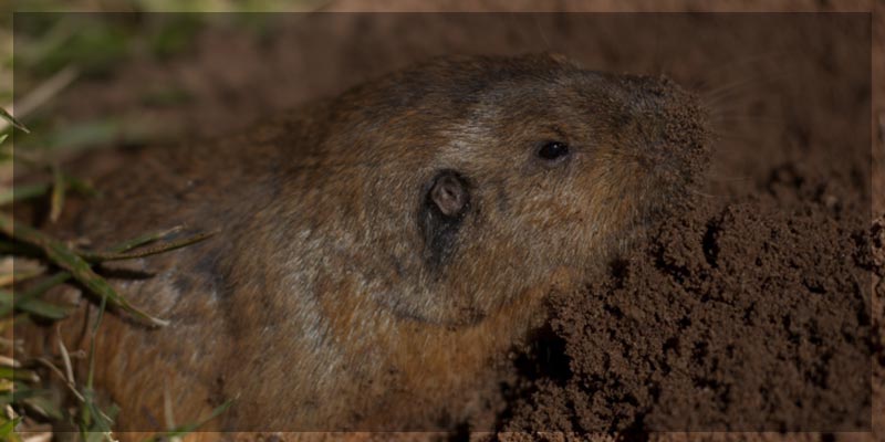 Gopher Control, Gopher Removal, Exterminator - Gopher and Termite ...