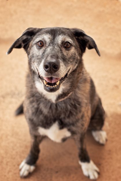 Molly "Doop" Rainey | Heavenly Paws Pet Aquamation