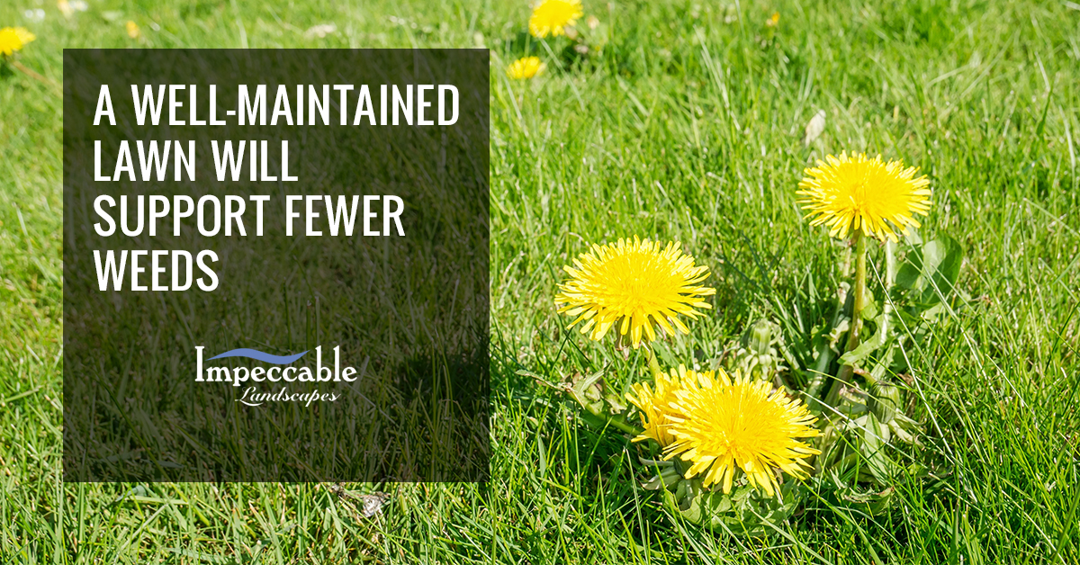 Lawn Care Spokane: Creating A Lawn Care Plan For Spring Weeds