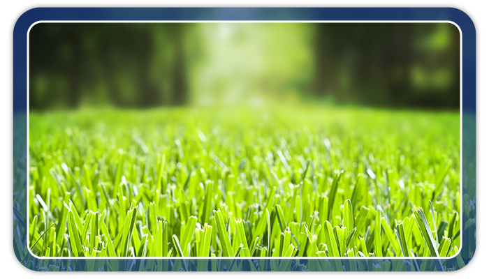 Impeccable Landscapes Lawn Care: Benefits of Professional Lawn Care