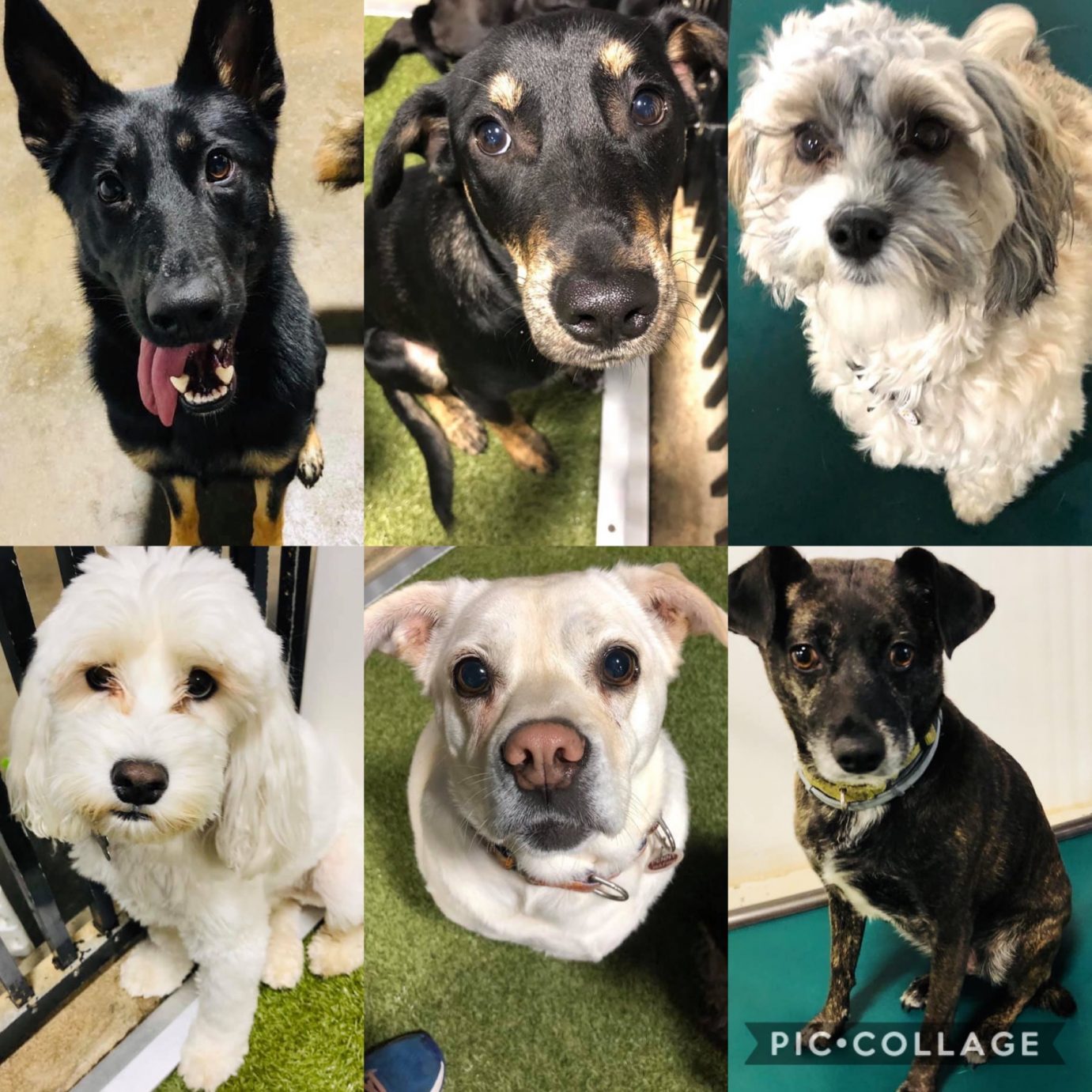 Dog Boarding Long Island | Doggy Daycare NY | Dog Sitting - The Social ...