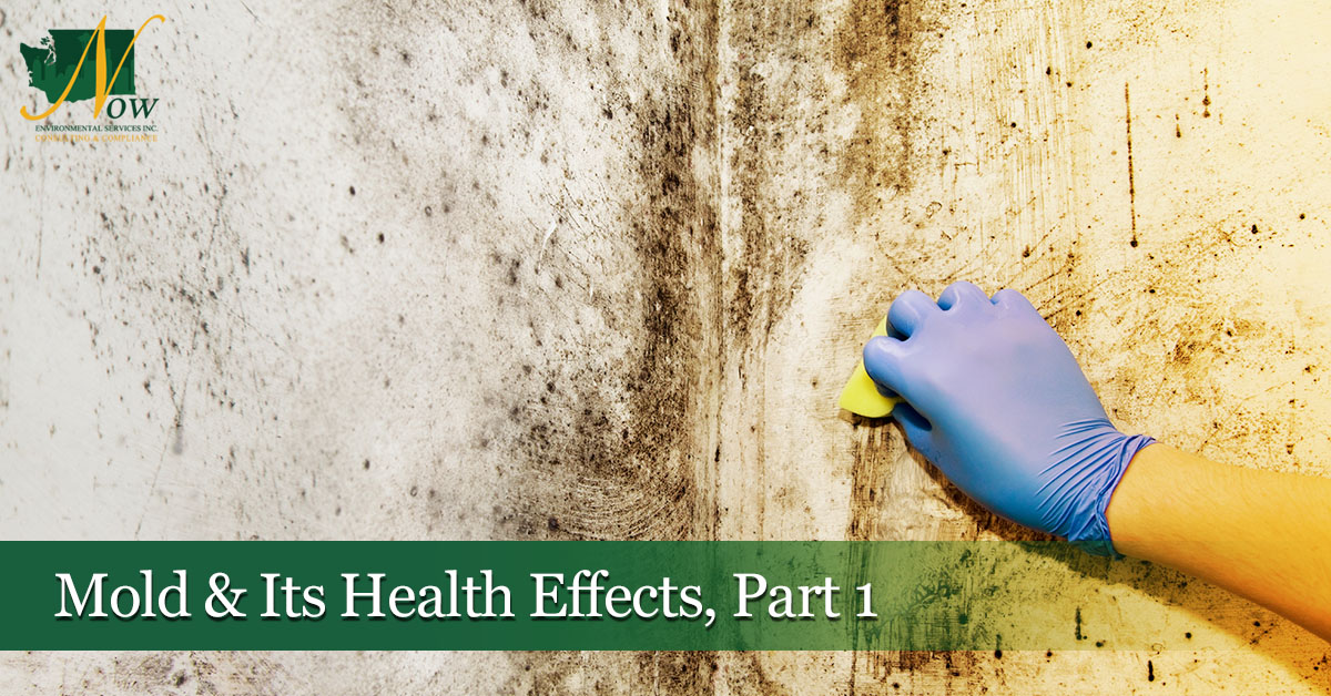 Mold Testing | Mold and Its Health Effects, Part 1