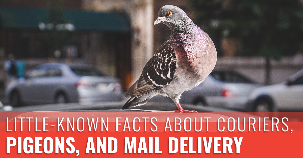 Little-Known Facts About Couriers, Pigeons, And Mail Delivery | On ...