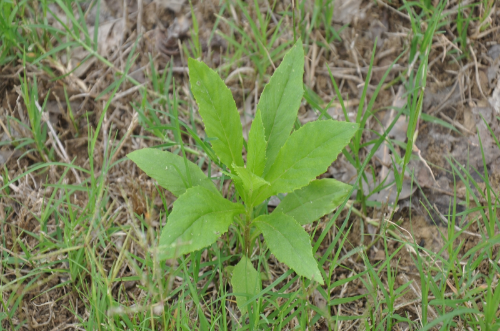Fireweed: The Pesky Springtime Weed | Personal Lawn Care, Inc.