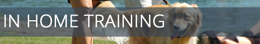 Dog Training in Amarillo, Texas & Clayton, New Mexico That Works