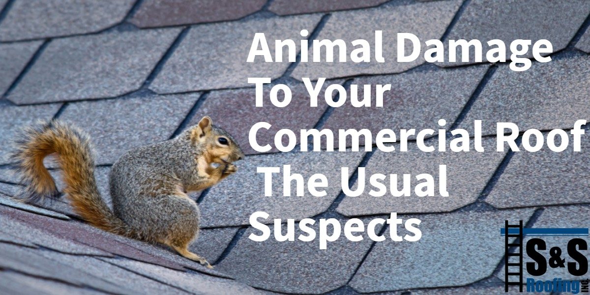 Animal Damage To Your Commercial Roof - Commercial Roofing | S&S Roofing