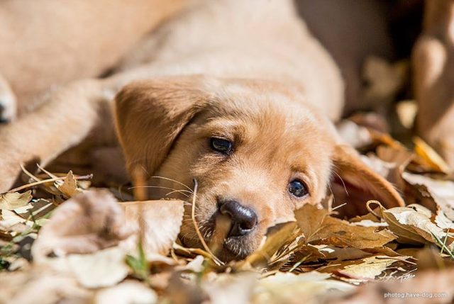 Hunting Puppies For Sale | Trained Gun Dogs For Sale | Duck Hunting Dog ...