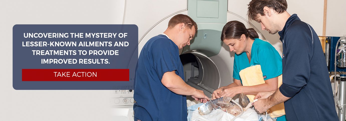 Veterinary Neurology & Imaging Of The Chesapeake - Veterinary ...