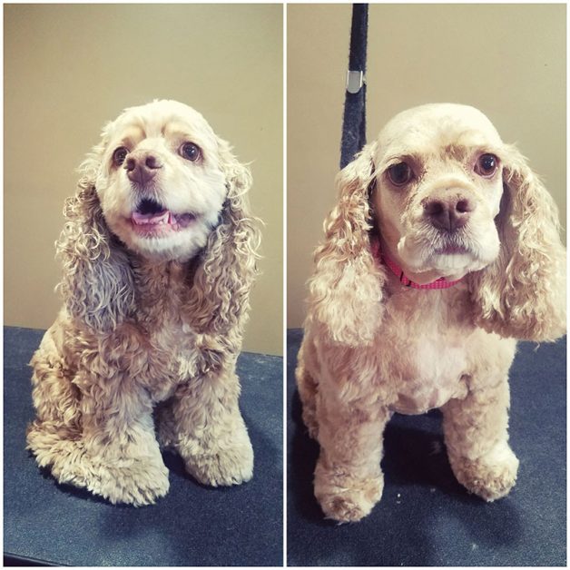 Gallery | VIP Grooming