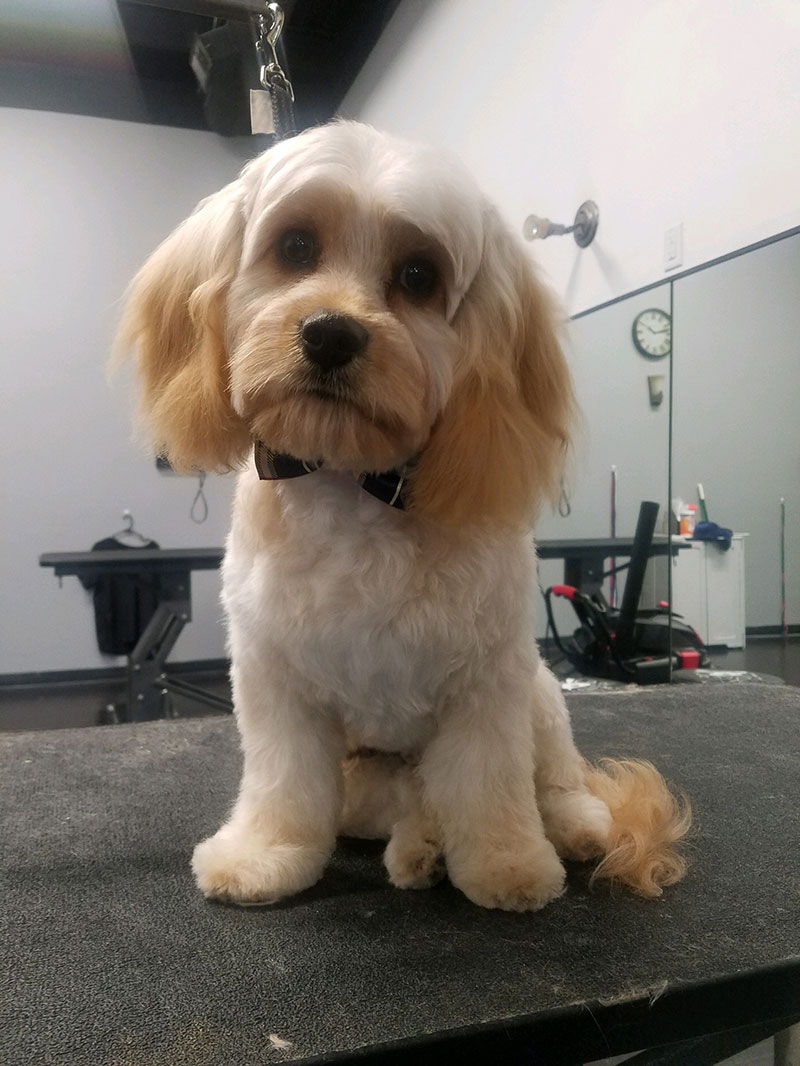 Gallery | VIP Grooming