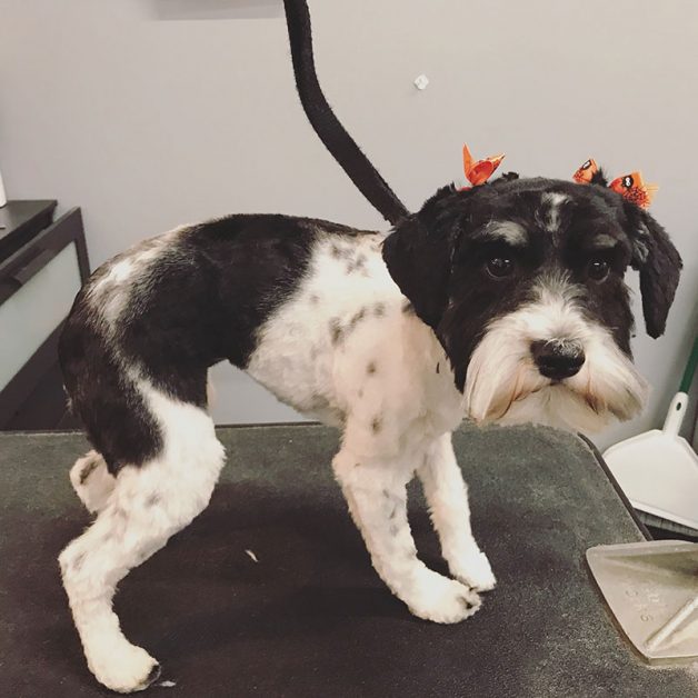 Gallery | VIP Grooming