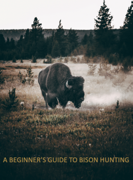 A Beginner’s Guide to Bison Hunting | West Canyon Ranch